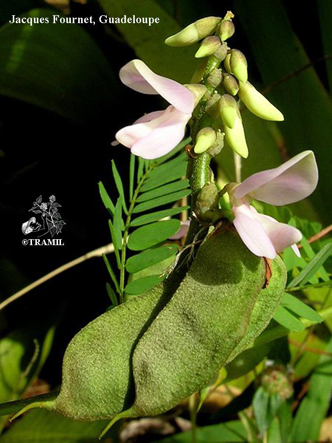 Abrus precatorius | TRAMIL