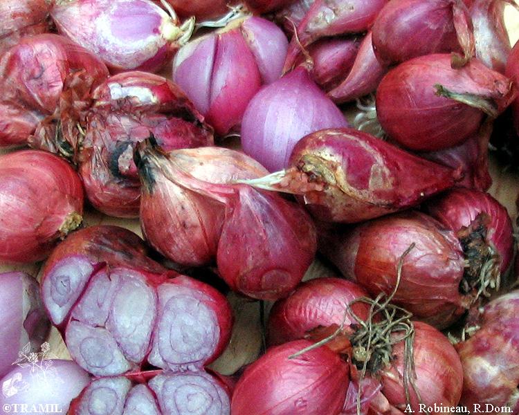 Allium cepa var. aggregatum | TRAMIL