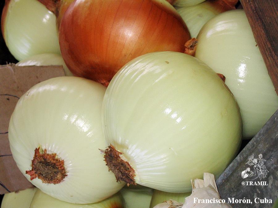 Allium cepa | TRAMIL