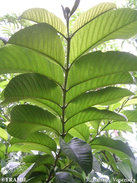 Annona squamosa | TRAMIL