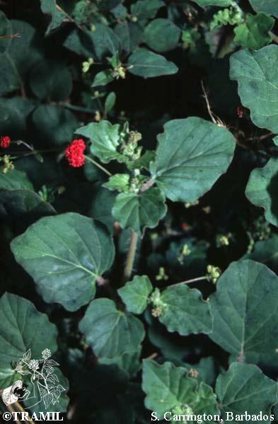 Boerhavia diffusa | TRAMIL