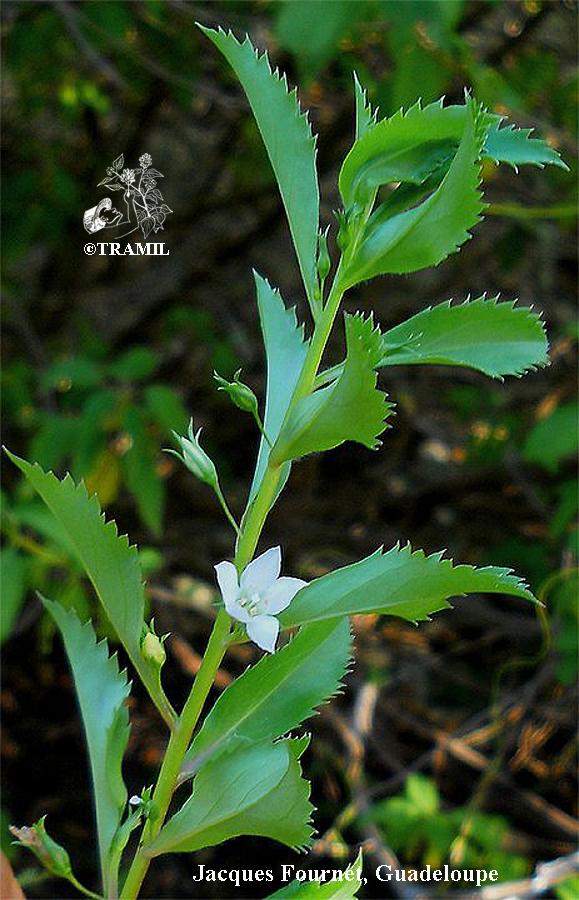 Capraria biflora | TRAMIL