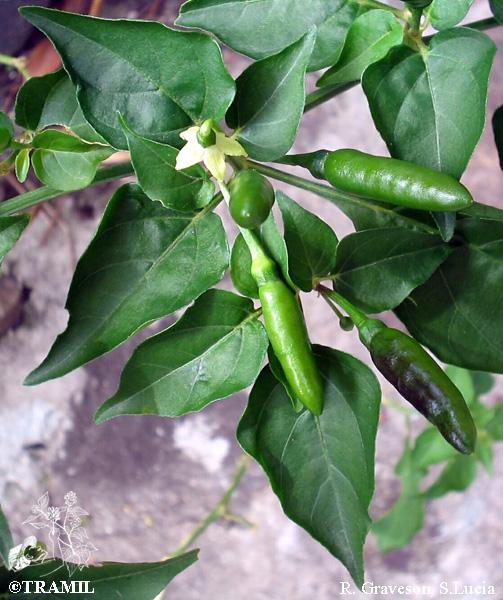 Capsicum annuum | TRAMIL