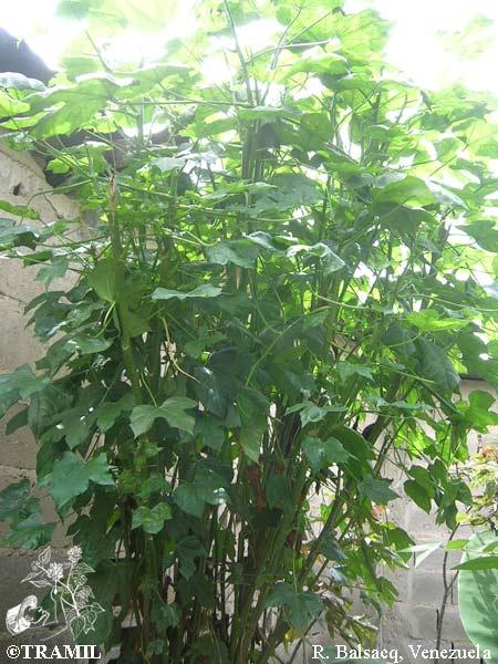 Cnidoscolus chayamansa | TRAMIL
