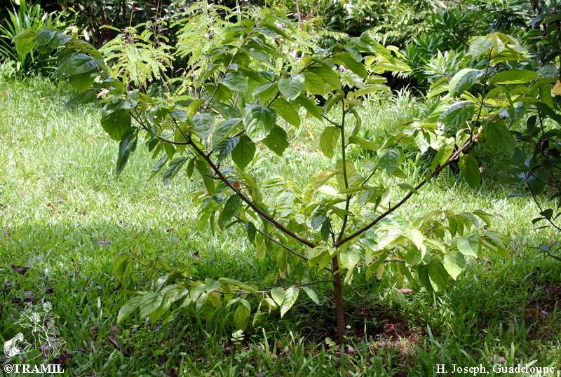 Colubrina arborescens | TRAMIL