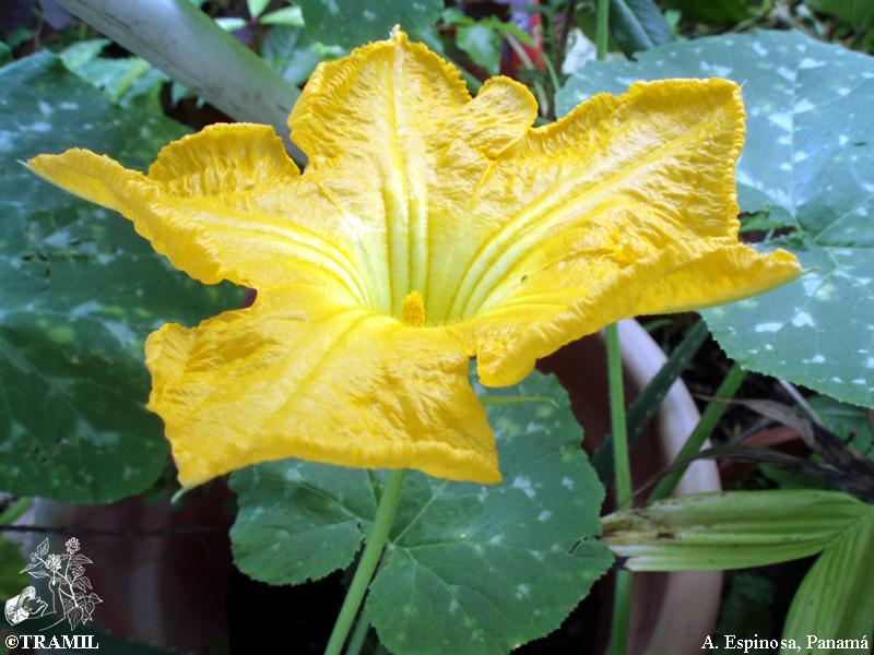 Cucurbita moschata | TRAMIL