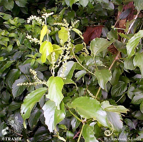 Gouania lupuloides | TRAMIL