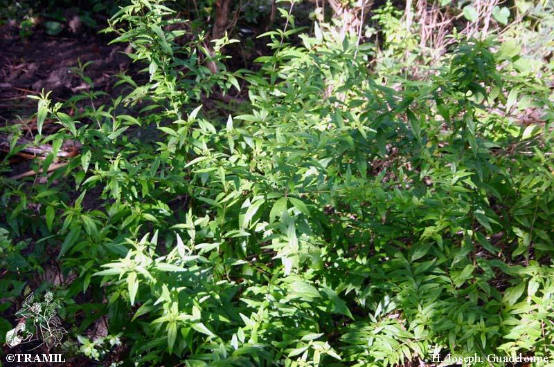 Hyptis verticillata | TRAMIL