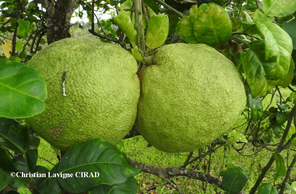 Citrus maxima | TRAMIL