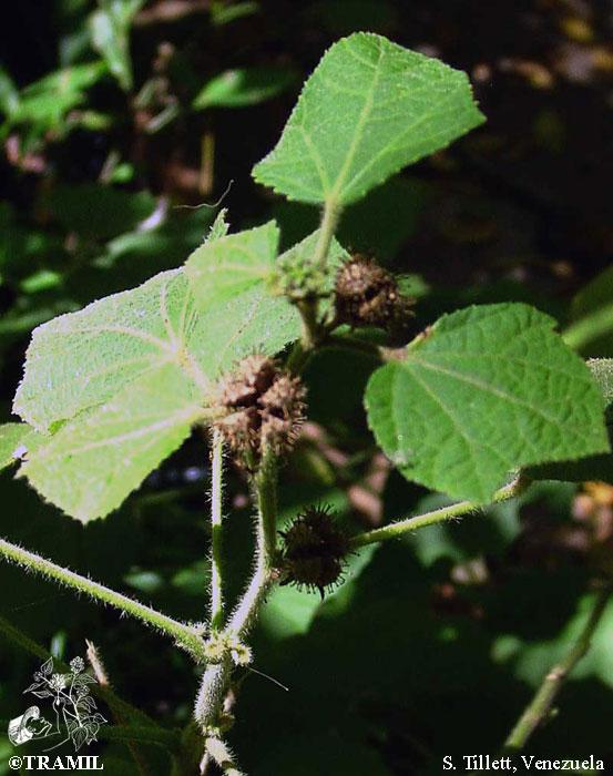 Urena lobata | TRAMIL