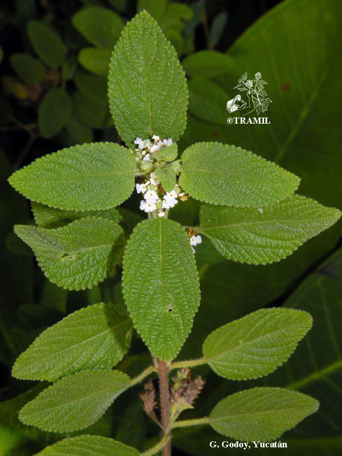 Lippia graveolens | TRAMIL