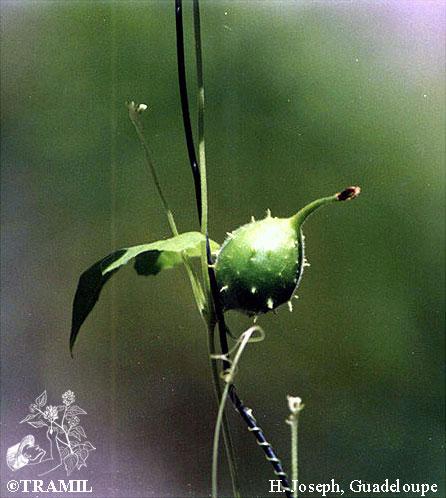 Luffa operculata | TRAMIL