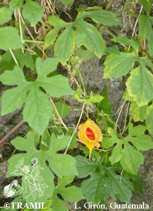 Momordica charantia | TRAMIL