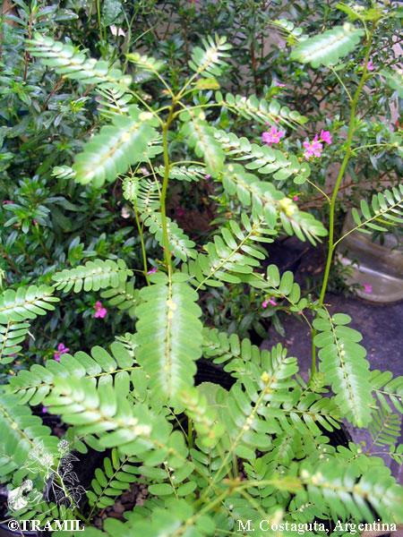 Phyllanthus niruri | TRAMIL
