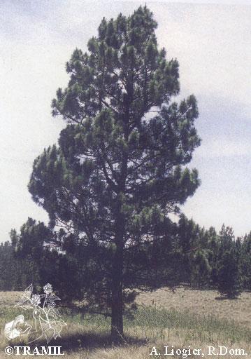 Pinus occidentalis | TRAMIL