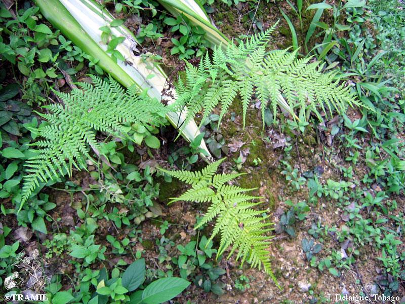 Pityrogramma calomelanos | TRAMIL