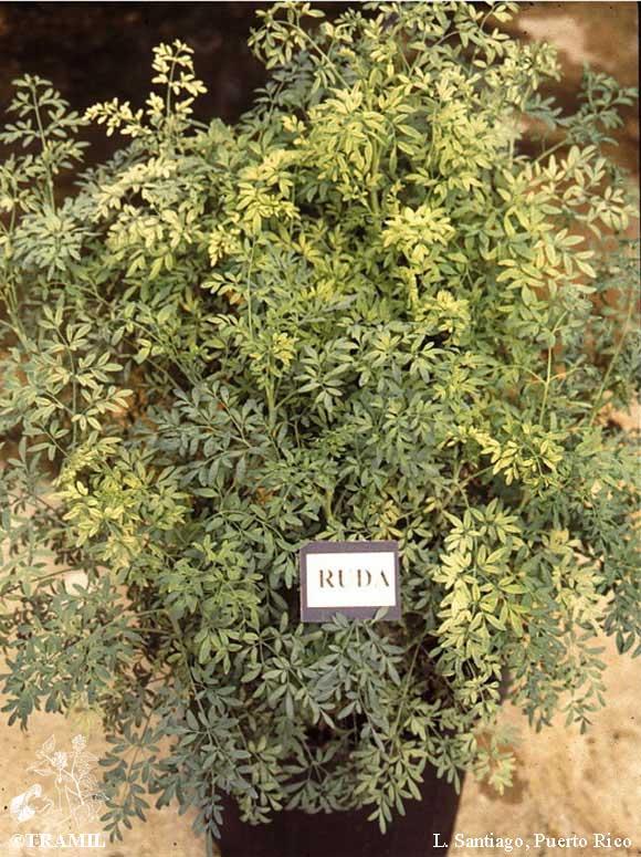 Ruta graveolens | TRAMIL