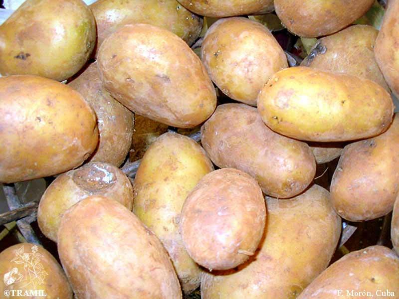 Solanum tuberosum | TRAMIL