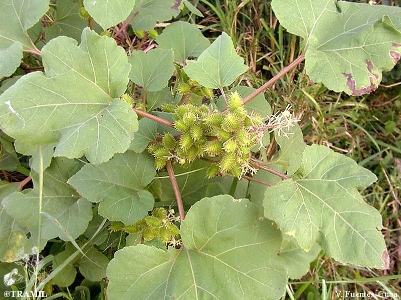 Xanthium strumarium | TRAMIL